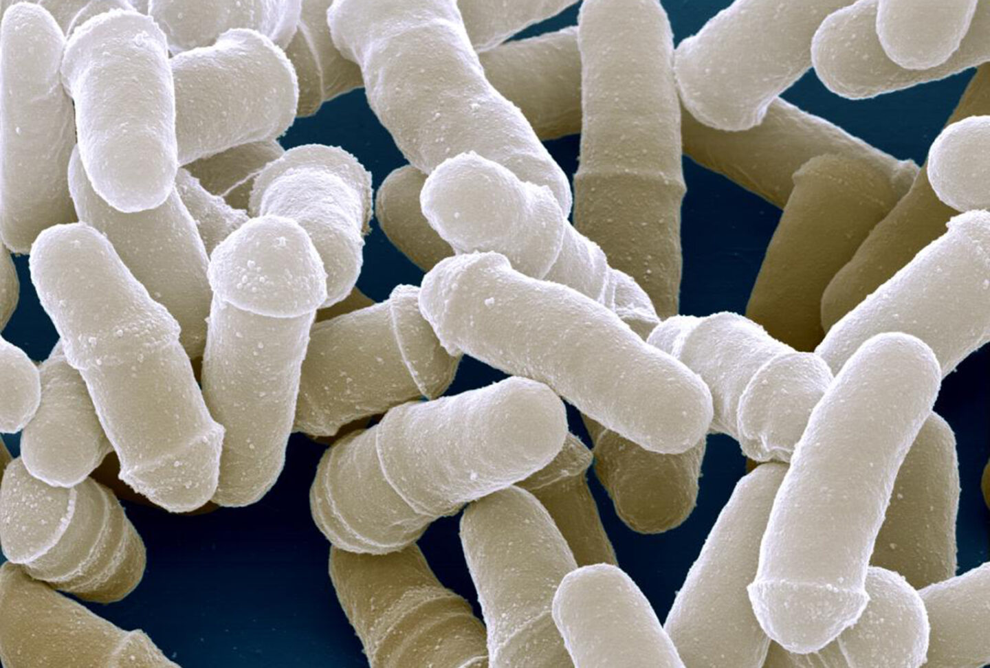 Hefen - Schimmelpilzportal