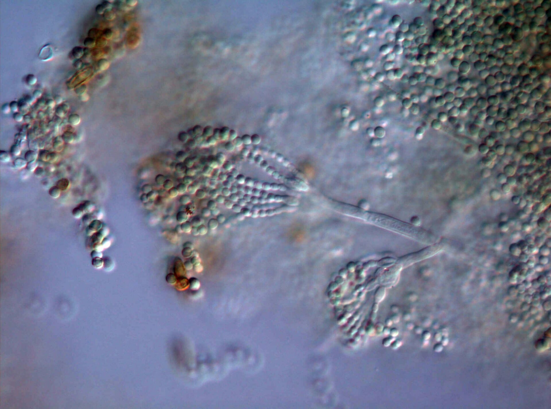 Das Reich der Pilze / Schimmelpilze - Schimmelpilzportal