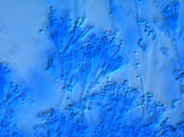 Das Reich der Pilze / Schimmelpilze - Schimmelpilzportal
